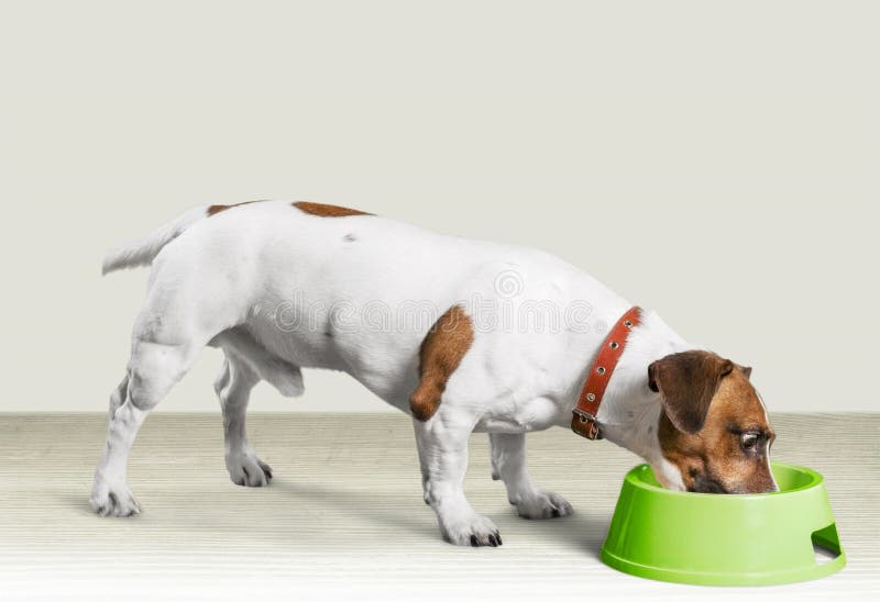 Dog eating stock image. Image of closeup, eating, food - 62041991