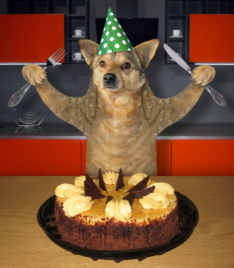 Dog Eating Birthday Cake in Kitchen Stock Image - Image of holding ...