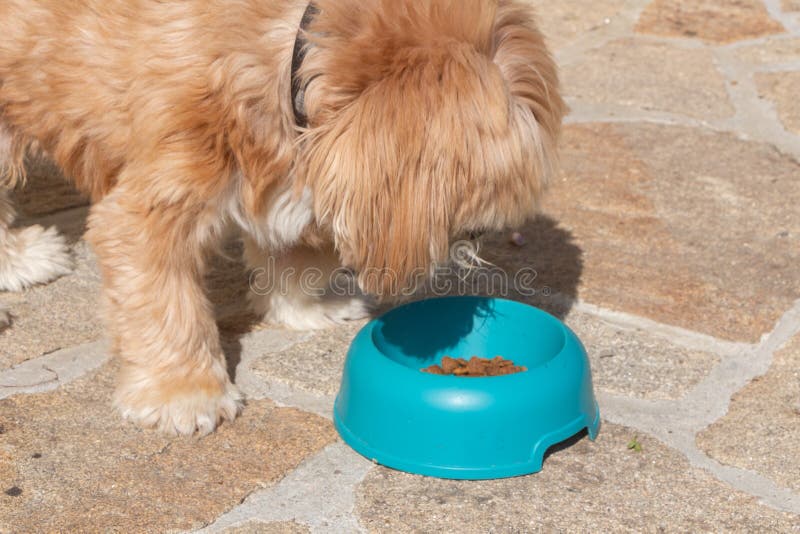 Dog eating in a dog bowl stock image. Image of animal - 244087801