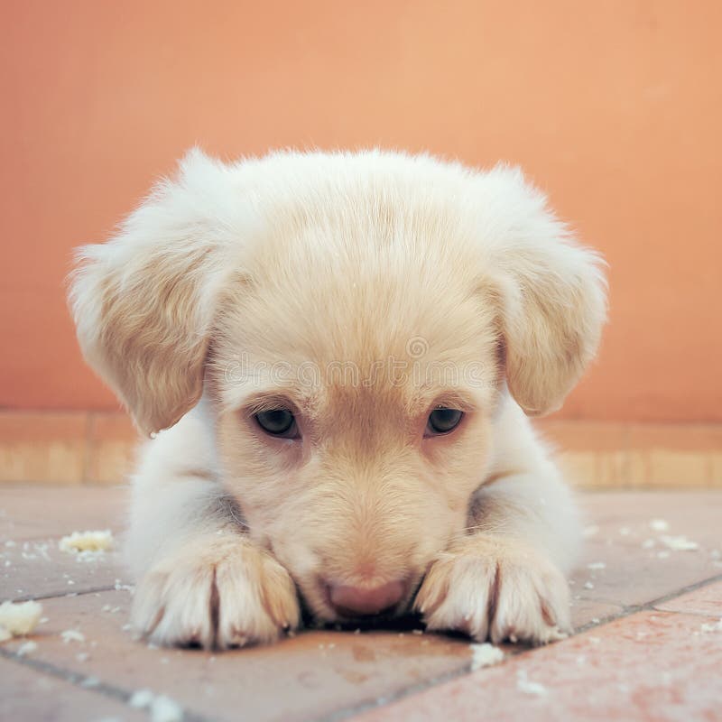 Dog eating stock image. Image of cute, eating, bread - 113721501