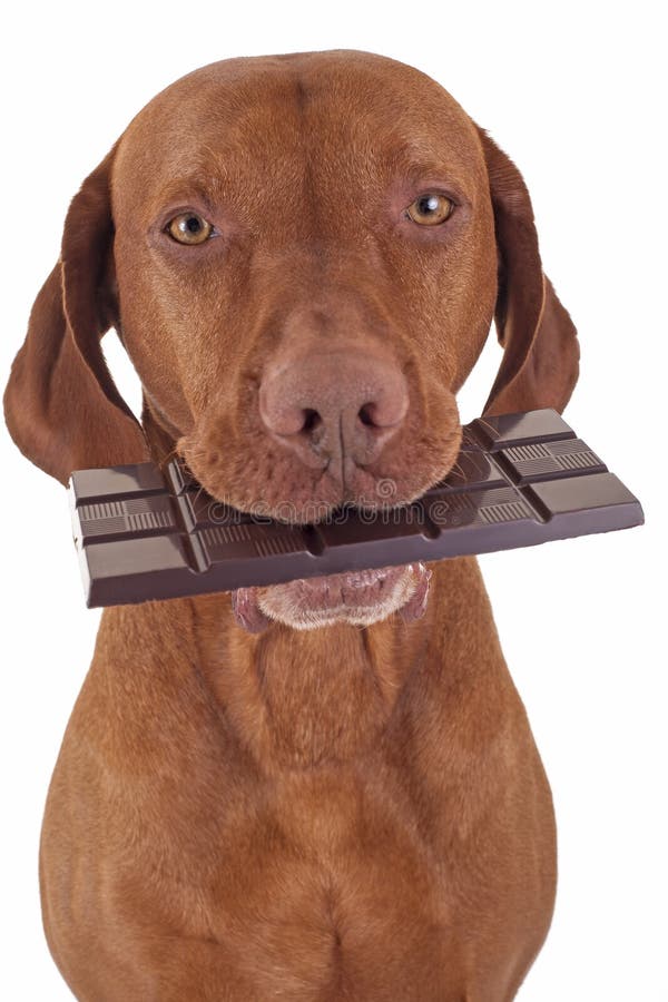 Dog eating chocolate stock image. Image of poison, hold - 29244299