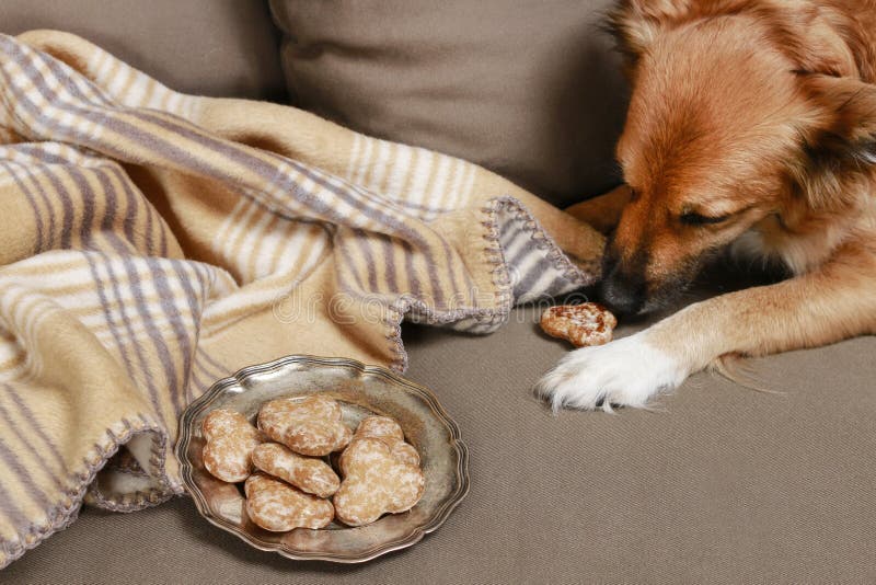Dog stealing a cookie stock image. Image of homemade - 38332037