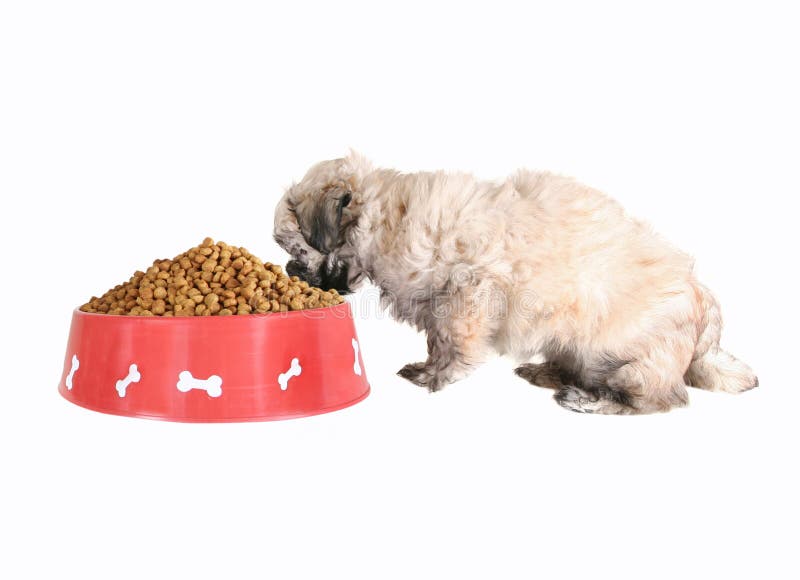 Dog eating stock image. Image of food, eating, bowl, retriever - 15371595