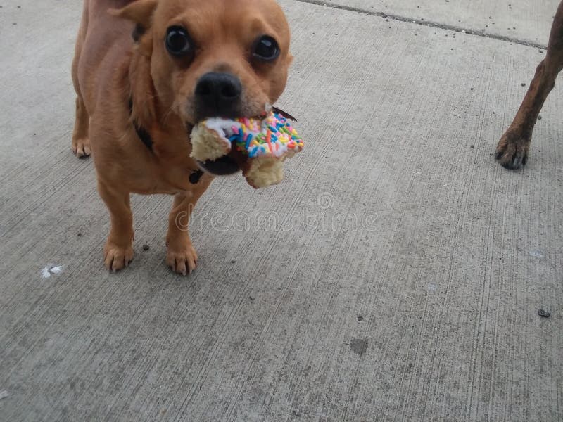 Snack stock photo. Image of snack, donut, sweet, chihuahua - 135833744