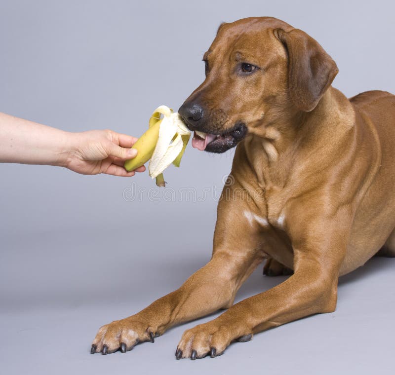 Dog eating healthy food stock image. Image of funny, brown - 12571871