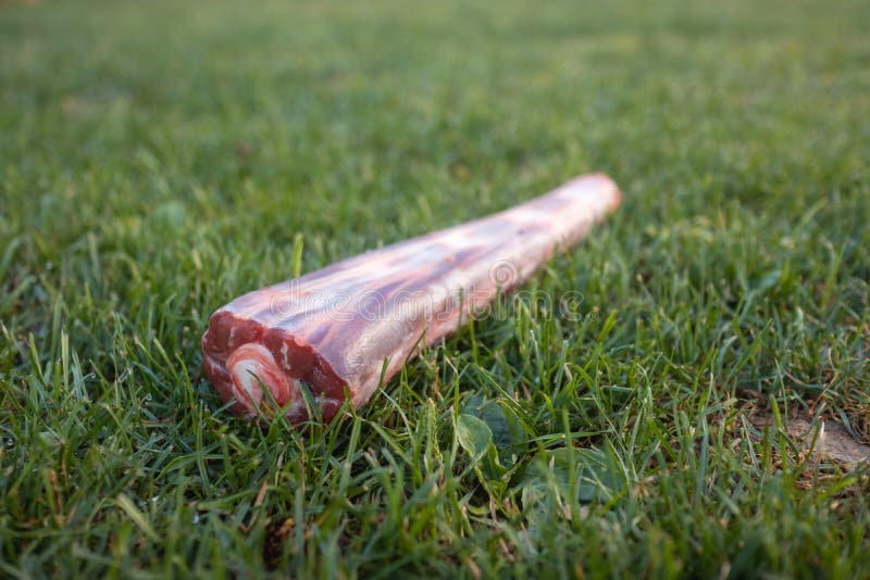 Raw meat for dog stock image. Image of portrait, fresh - 229938257