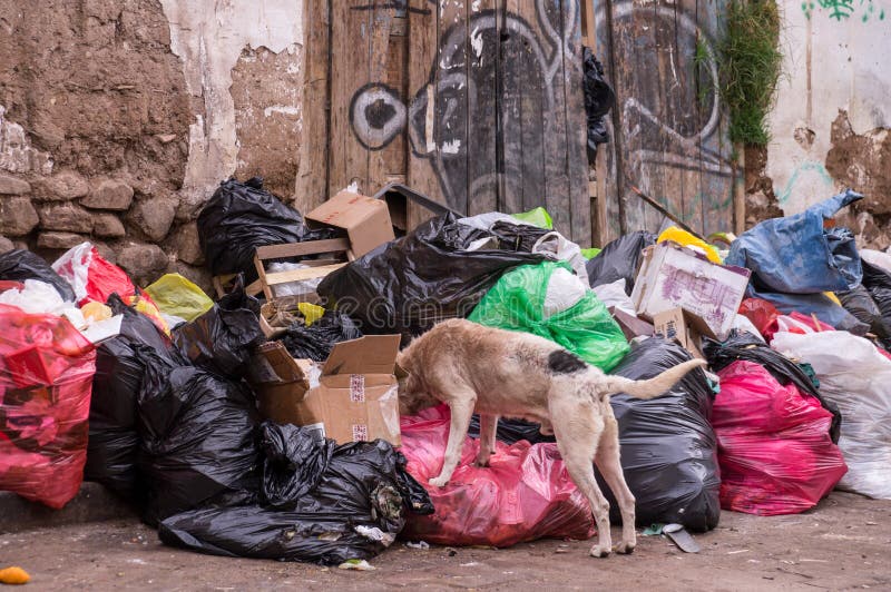 Dog Eat Garbage Stock Photos - Free & Royalty-Free Stock Photos from ...