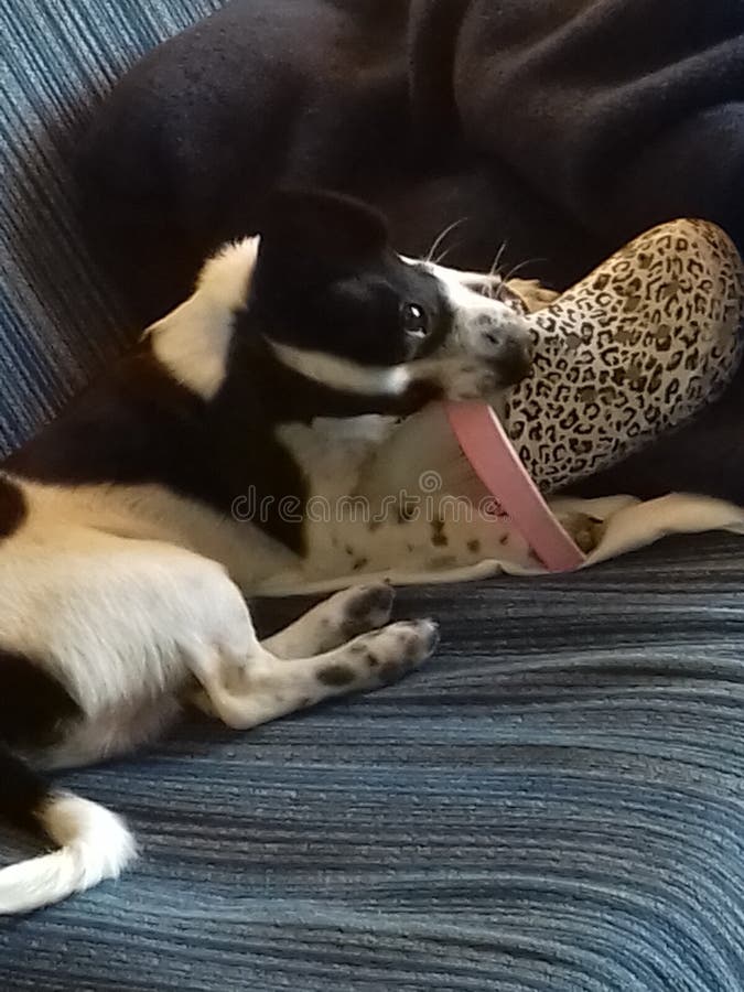 What To Do If Dog Eats Shoes