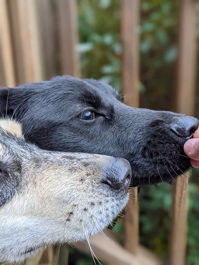 Dog eating treat from hand stock photo. Image of isolated - 213902546