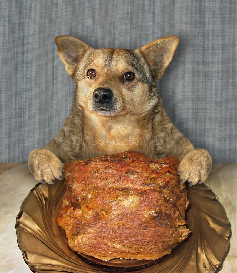 Dog Eats a Big Piece of Meat Stock Image - Image of healthy, humor ...