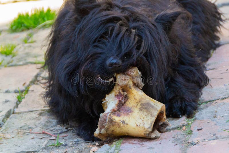 The dog eats a bone Pulin stock photo. Image of bone - 176184520
