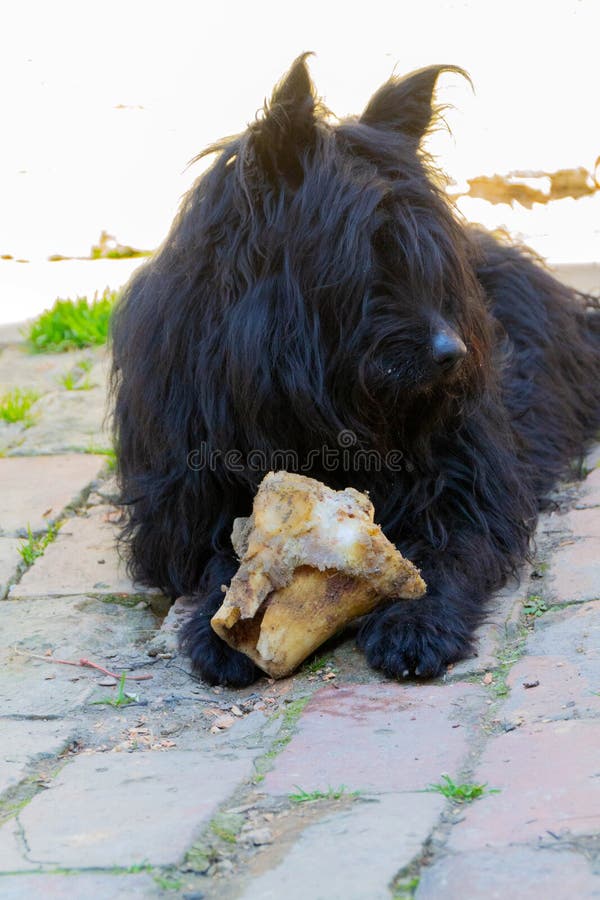 The dog eats a bone Pulin stock photo. Image of black - 176184220