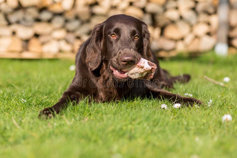 Dog eats calf sternum stock image. Image of natural, carcass - 52518097