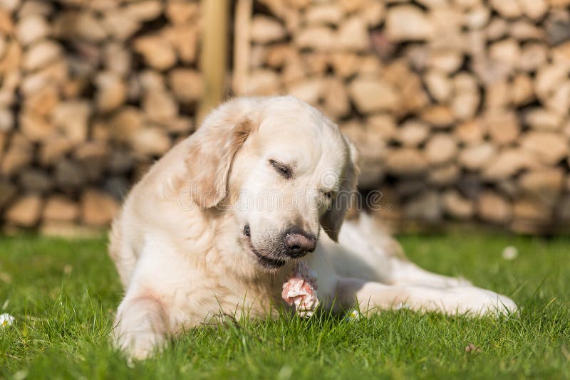 Dog eats calf sternum stock image. Image of canis, rind - 52567997