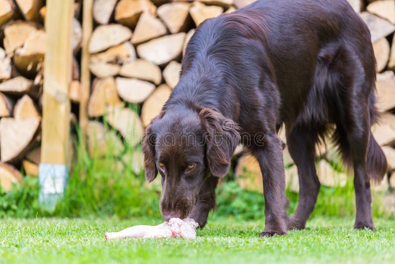 Dog eats a chicken stock photo. Image of teeth, animal - 54220294