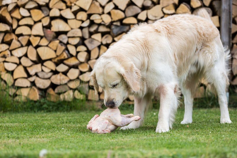 Dog eats a chicken stock image. Image of meat, chicken - 54217789