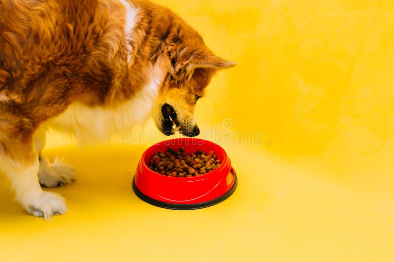 Dog Eats Dry Food Red Bowl Concept Stock Photos - Free & Royalty-Free ...