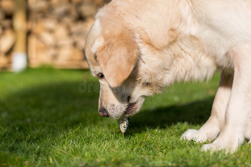 Dog eats fish stock photo. Image of bone, carnivore, barfen - 52567740