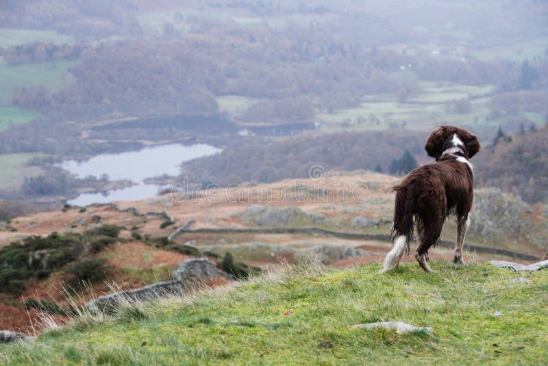 Dog on the edge stock image. Image of health, pastures - 35580775