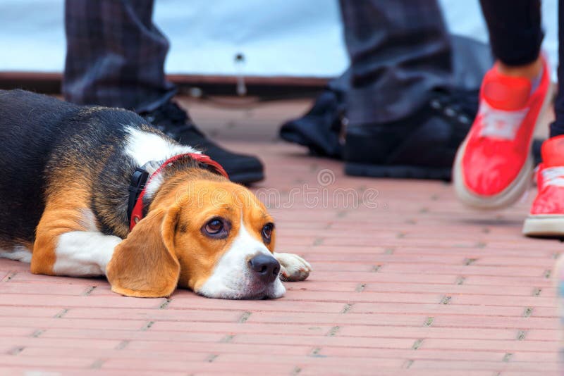 A Dog of English Beagle Breed at the Feet Stock Image - Image of ...