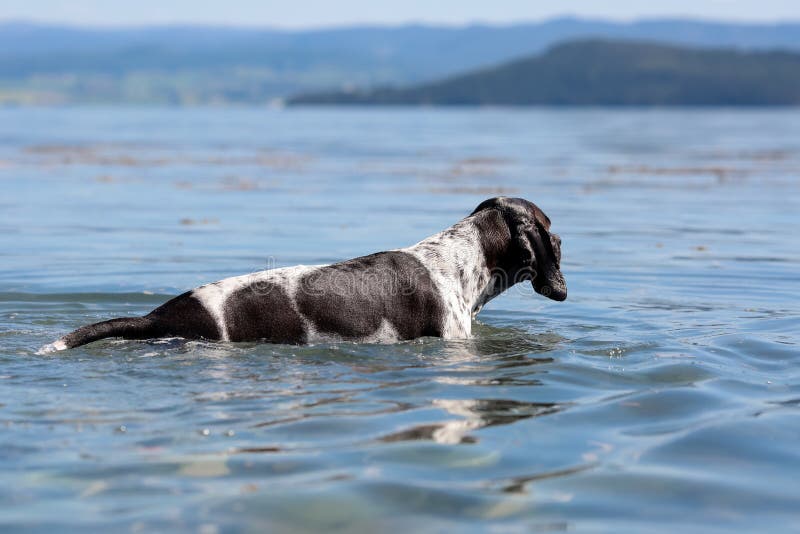 Dog english pointer stock photo. Image of norwegian - 216169448