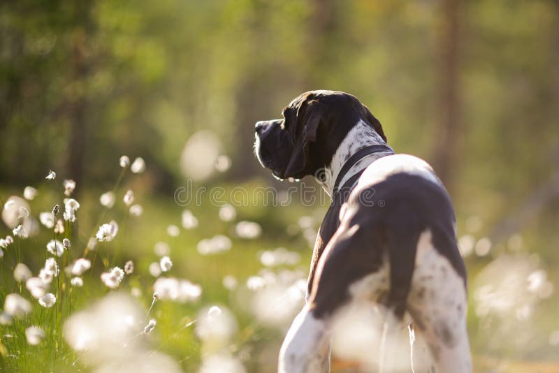 Dog english pointer stock image. Image of pets, english - 155208151