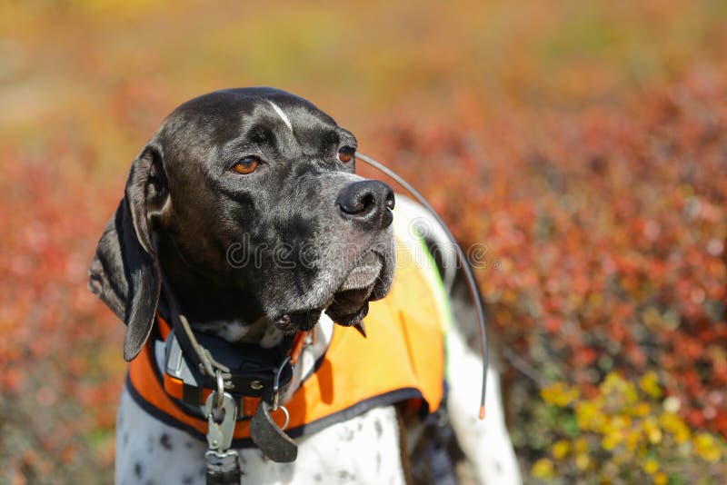 101 English Pointer Bird Dog Stock Photos - Free & Royalty-Free Stock ...