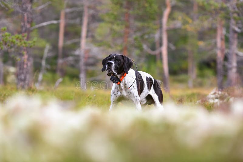 Dog english pointer stock image. Image of pointer, collar - 325061031