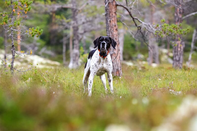Dog english pointer stock photo. Image of mist, forest - 215440126
