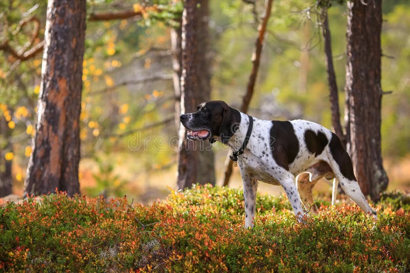 Dog english pointer stock photo. Image of mist, forest - 215440126