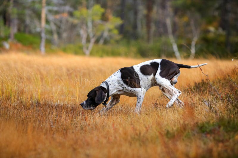 Dog english pointer stock photo. Image of mist, forest - 215440126