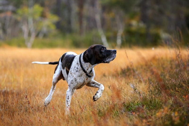 Dog english pointer stock photo. Image of mist, forest - 215440126