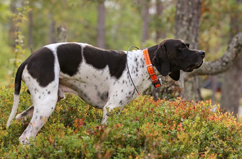Dog english pointer stock photo. Image of tracker, english - 125755236