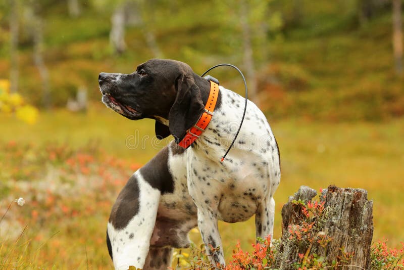 Dog english pointer stock image. Image of hunting, electronic - 111510021