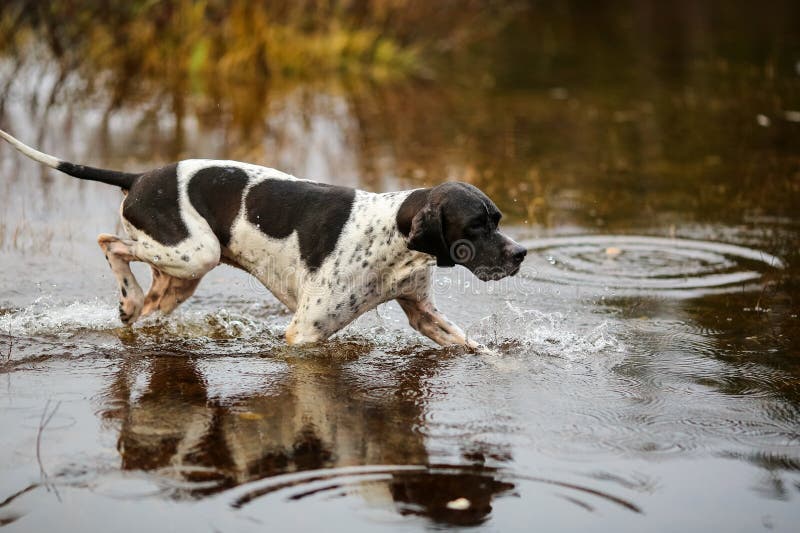 English pointer dog stock photo. Image of hunt, mountains - 93530876