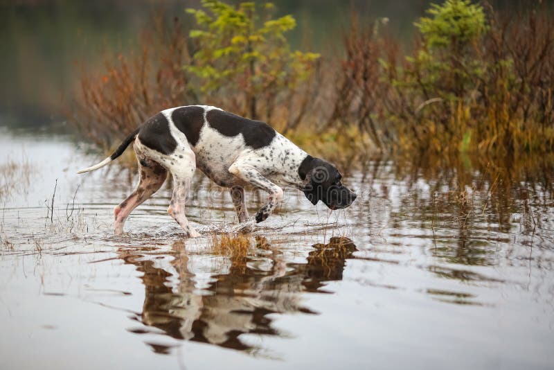 Dog english pointer stock image. Image of nature, spring - 215440055