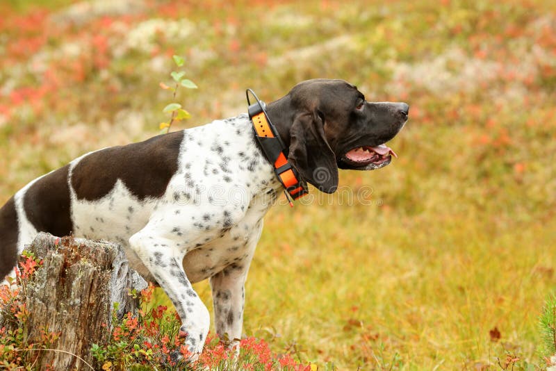 Dog english pointer stock image. Image of wild, white - 215440043