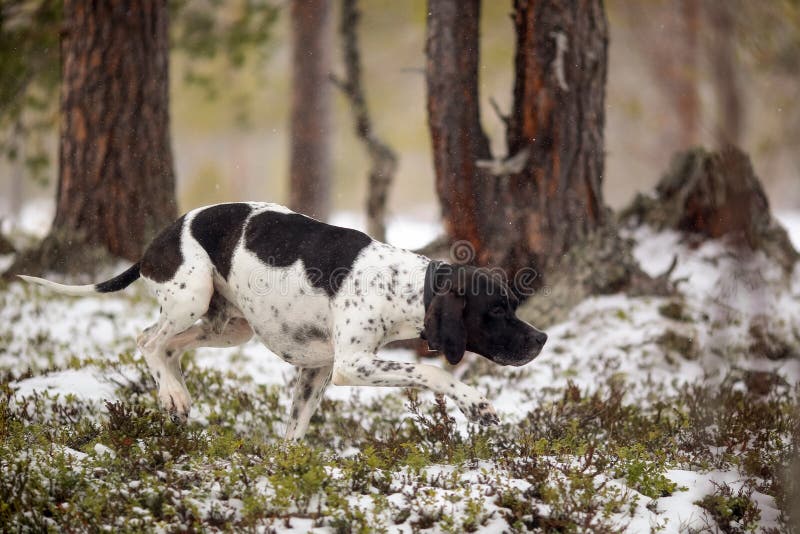 Dog english pointer stock image. Image of wild, white - 215440043