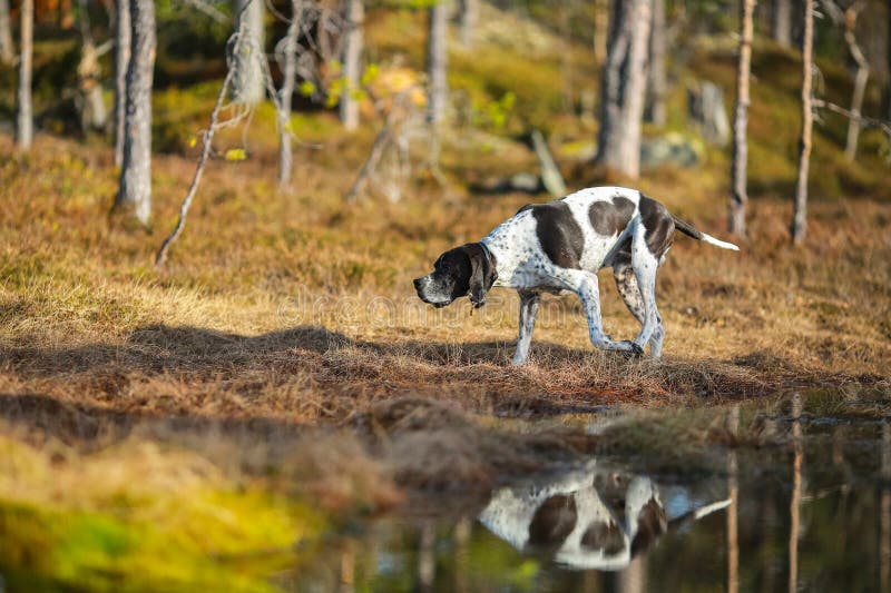 Dog english pointer stock photo. Image of black, park - 333691392
