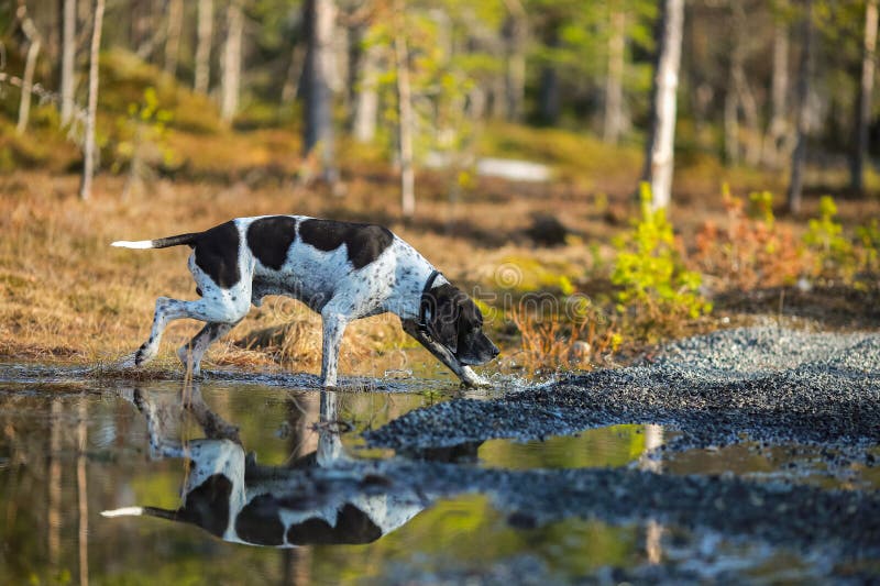 Dog english pointer stock image. Image of black, hunting - 215440029