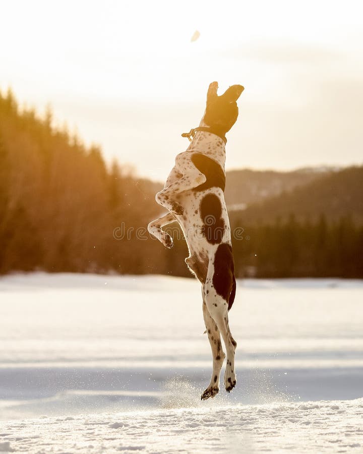 Dog english pointer stock image. Image of nature, spring - 215440055