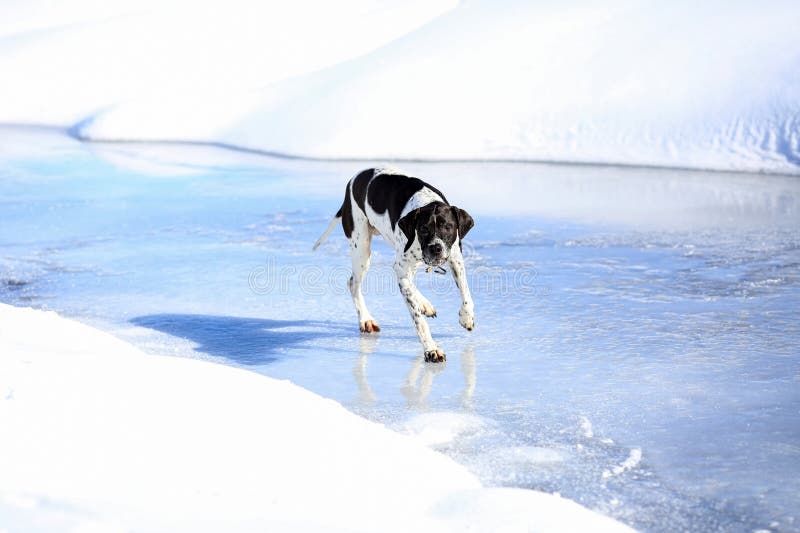 Dog english pointer stock image. Image of mire, lake - 273985965
