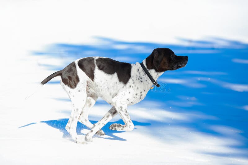 Dog english pointer stock image. Image of pets, hunting - 274792373