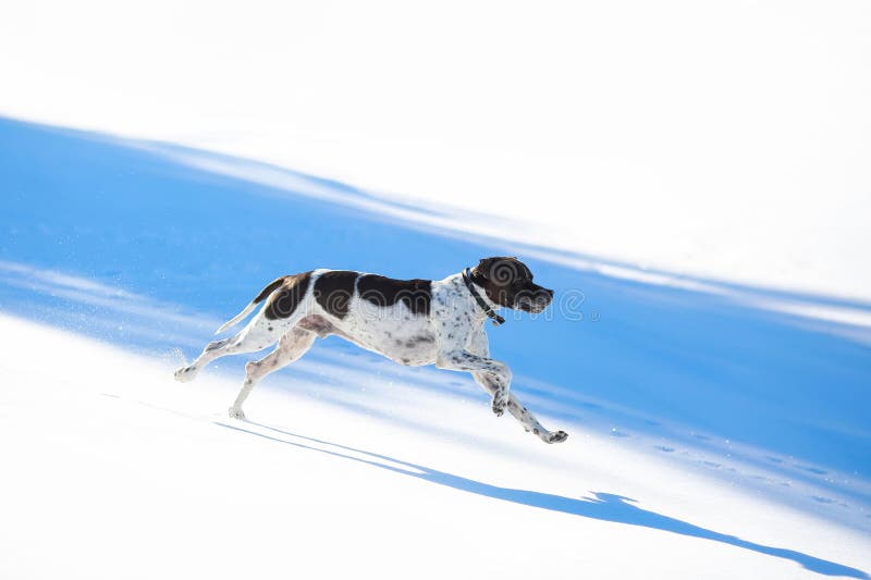 Dog english pointer stock image. Image of pointer, water - 274792399