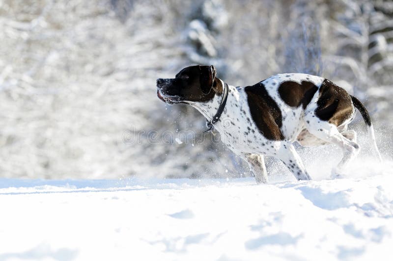Dog english pointer stock image. Image of wild, white - 215440043