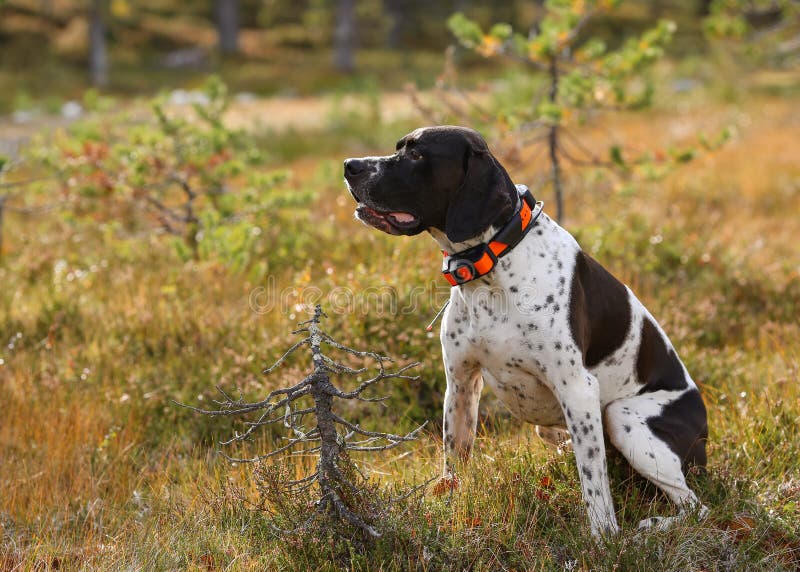 Dog english pointer stock image. Image of environment - 125755239