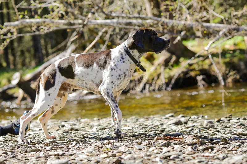 Dog english pointer stock image. Image of pointer, summer - 152047475
