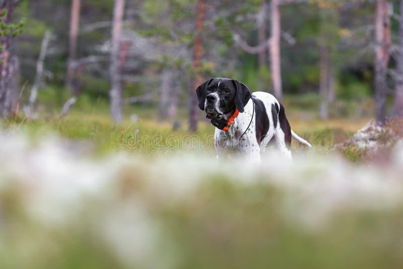 Dog english pointer stock photo. Image of autumn, spring - 262947498