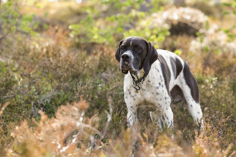 Dog english pointer stock image. Image of animal, grass - 146386471