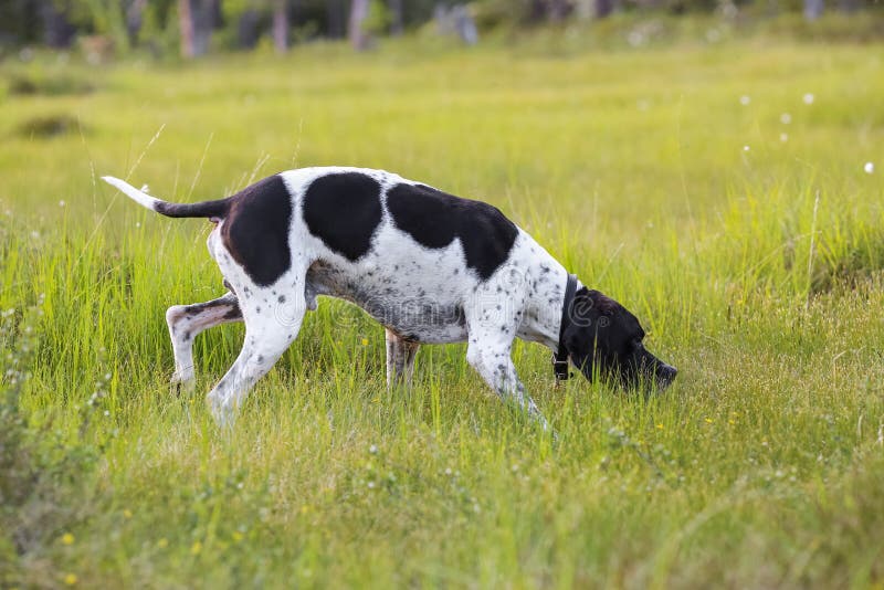 Dog English Pointer in the Forest Stock Photo - Image of white, people ...
